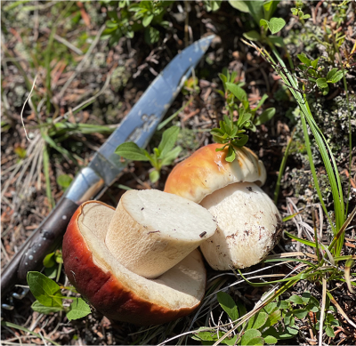 Cache Cache - Aspen Restaurant