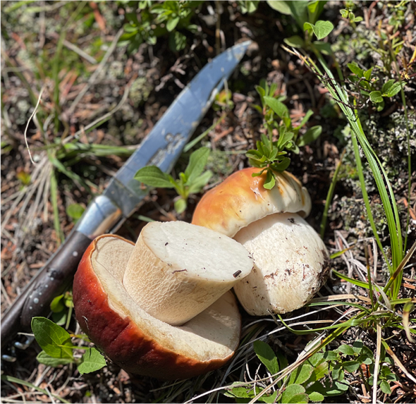 Cache Cache - Aspen Restaurant